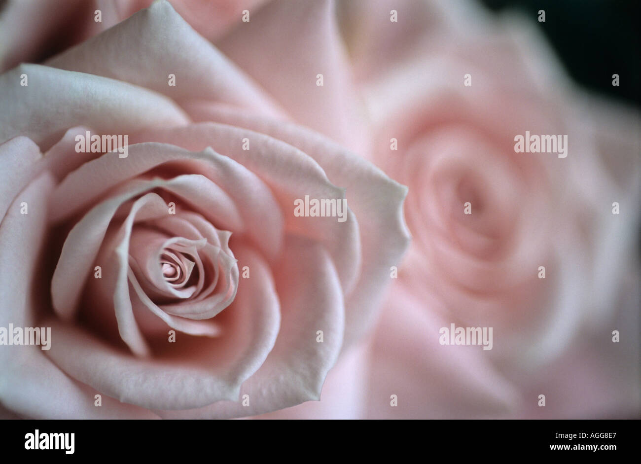 Very full rose hi-res stock photography and images - Alamy