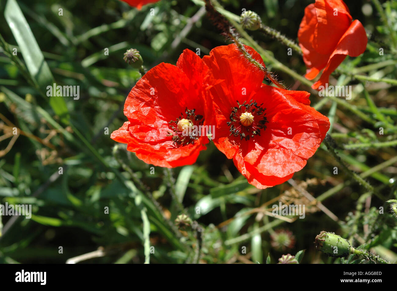 Common pasture weed hi-res stock photography and images - Alamy
