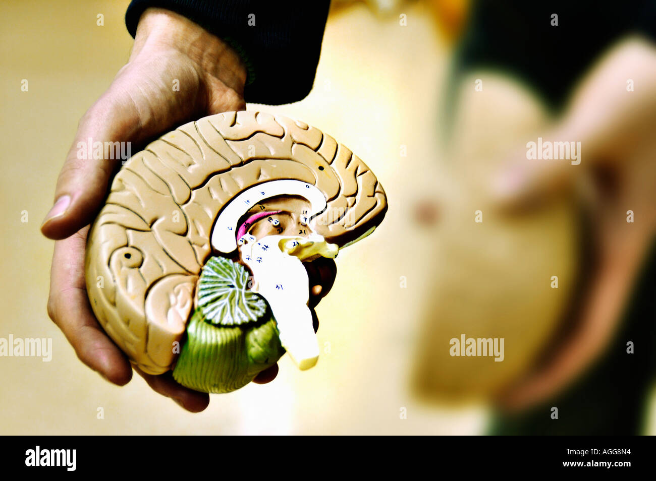 model of a human brain Stock Photo - Alamy