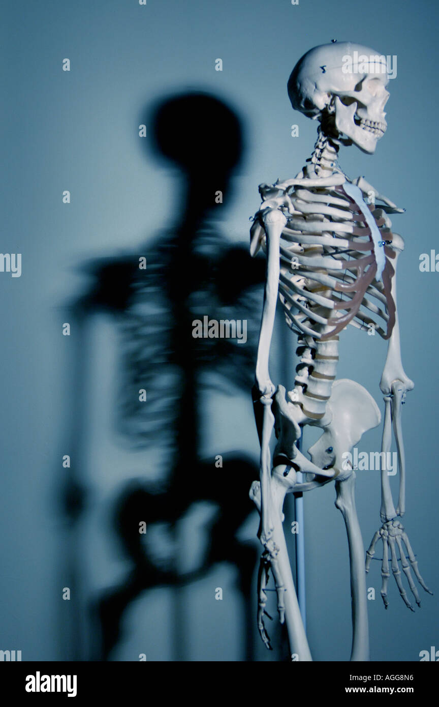 model of a human skeleton (Homo Sapiens) with shadow casting Stock ...
