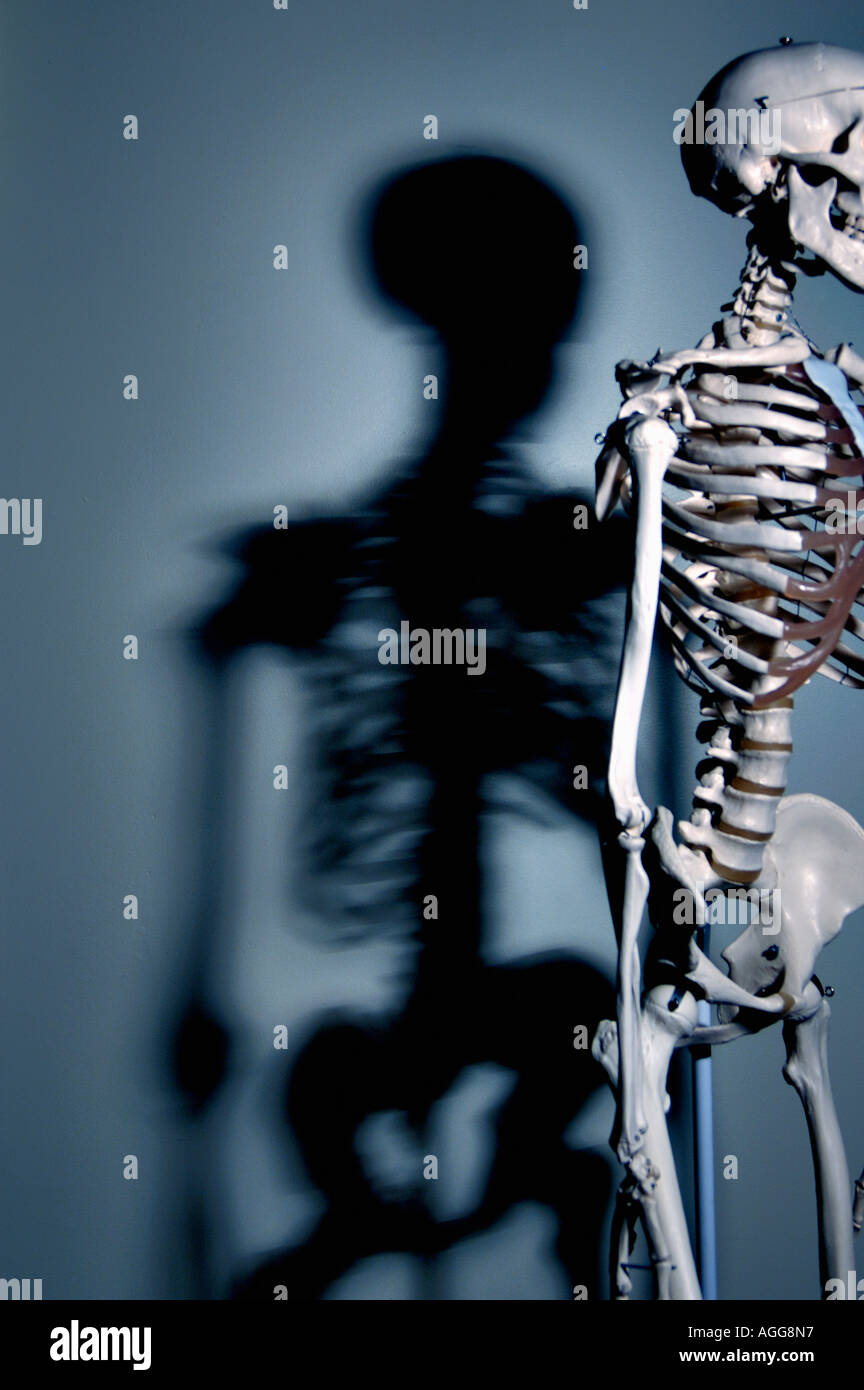 model of a human skeleton (Homo Sapiens) with shadow casting Stock ...