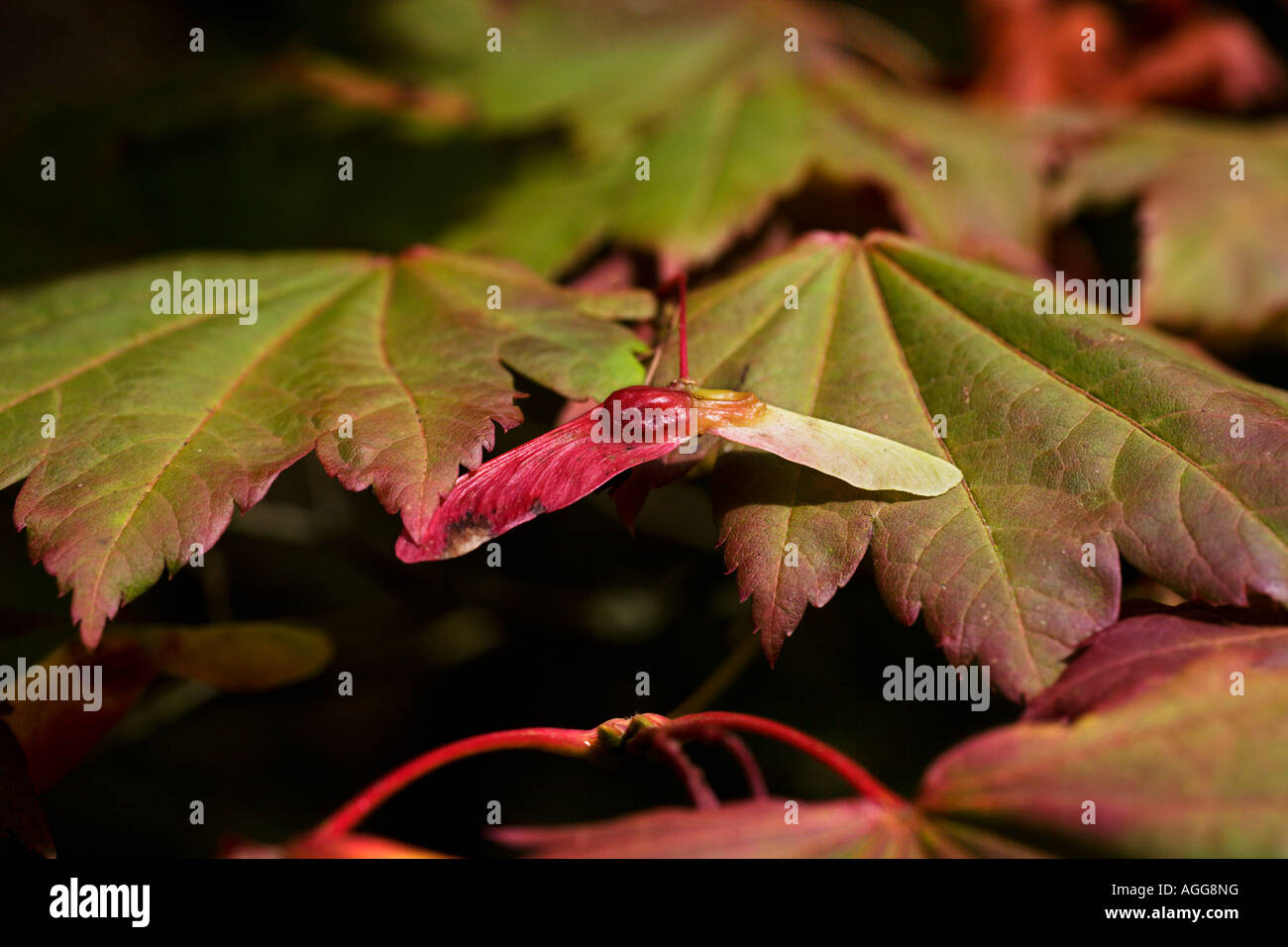 Acer japonicum seed hi-res stock photography and images - Alamy