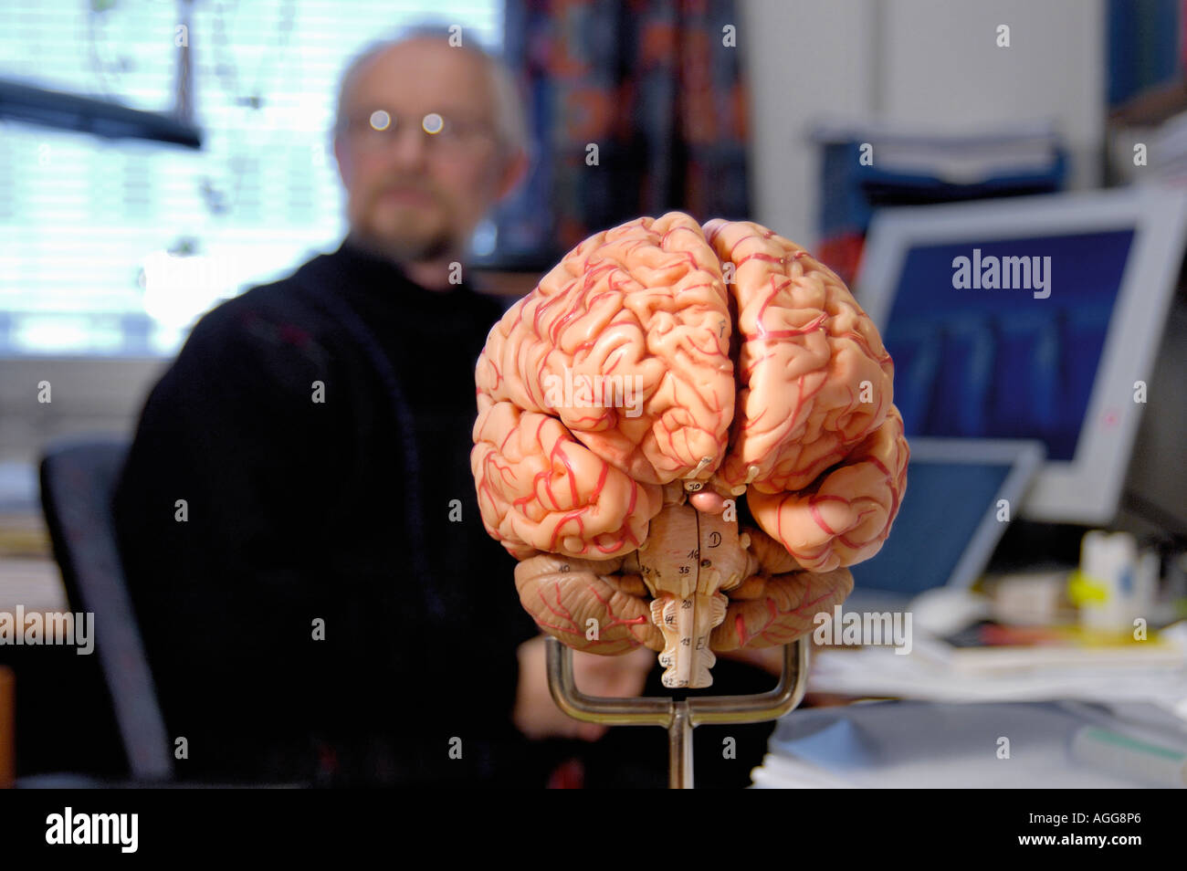 model of human brain and professor conducting research Stock Photo - Alamy
