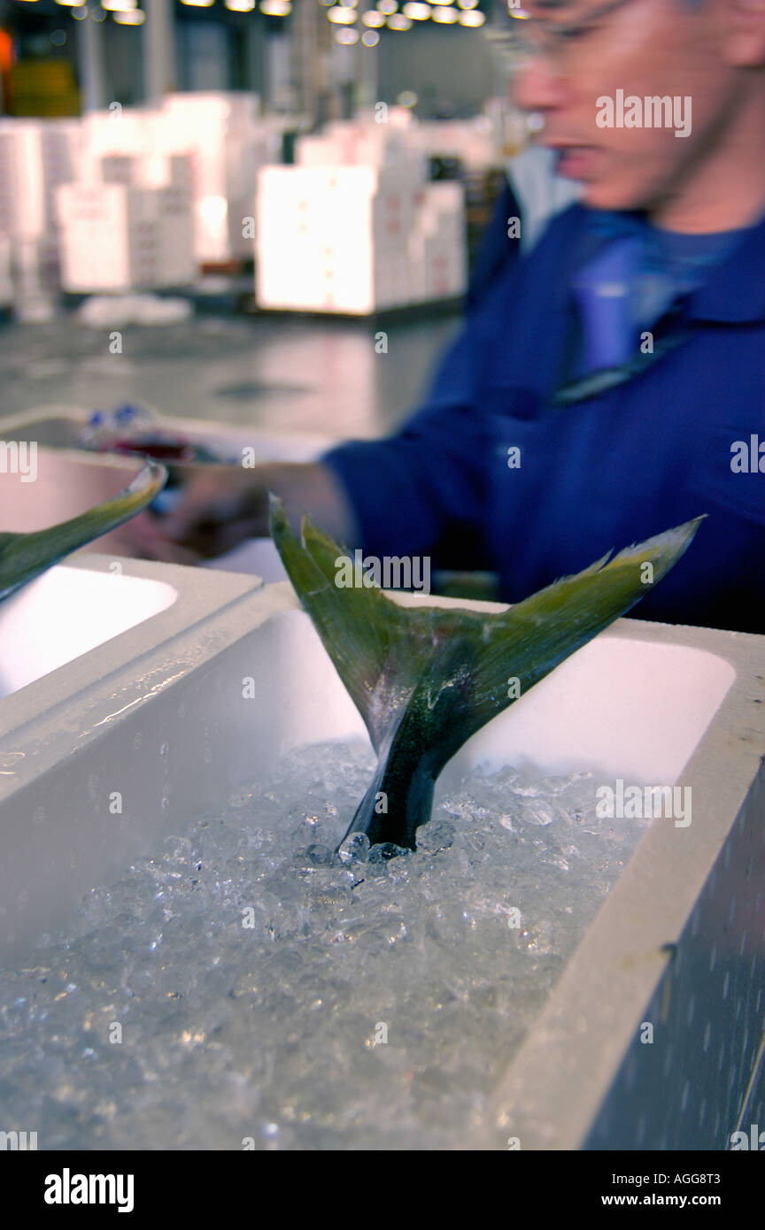 fresh fish on ice, Fish Market, Tokyo, Japan Stock Photo - Alamy