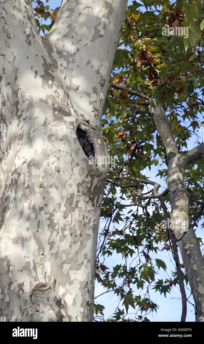The Sycamore Maple Acer pseudoplatanus Stock Photo - Alamy