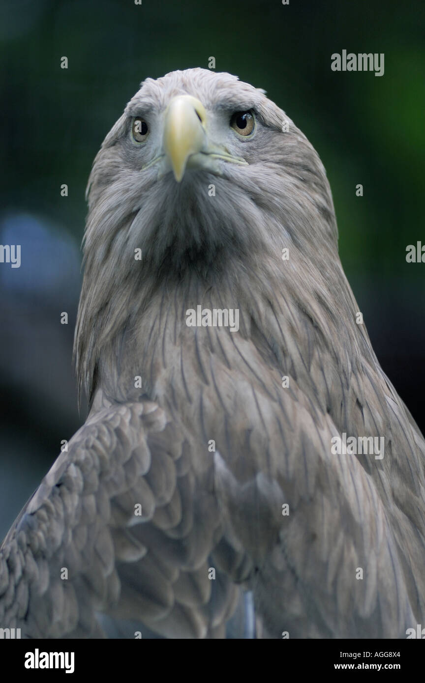 White eagle hi-res stock photography and images - Alamy