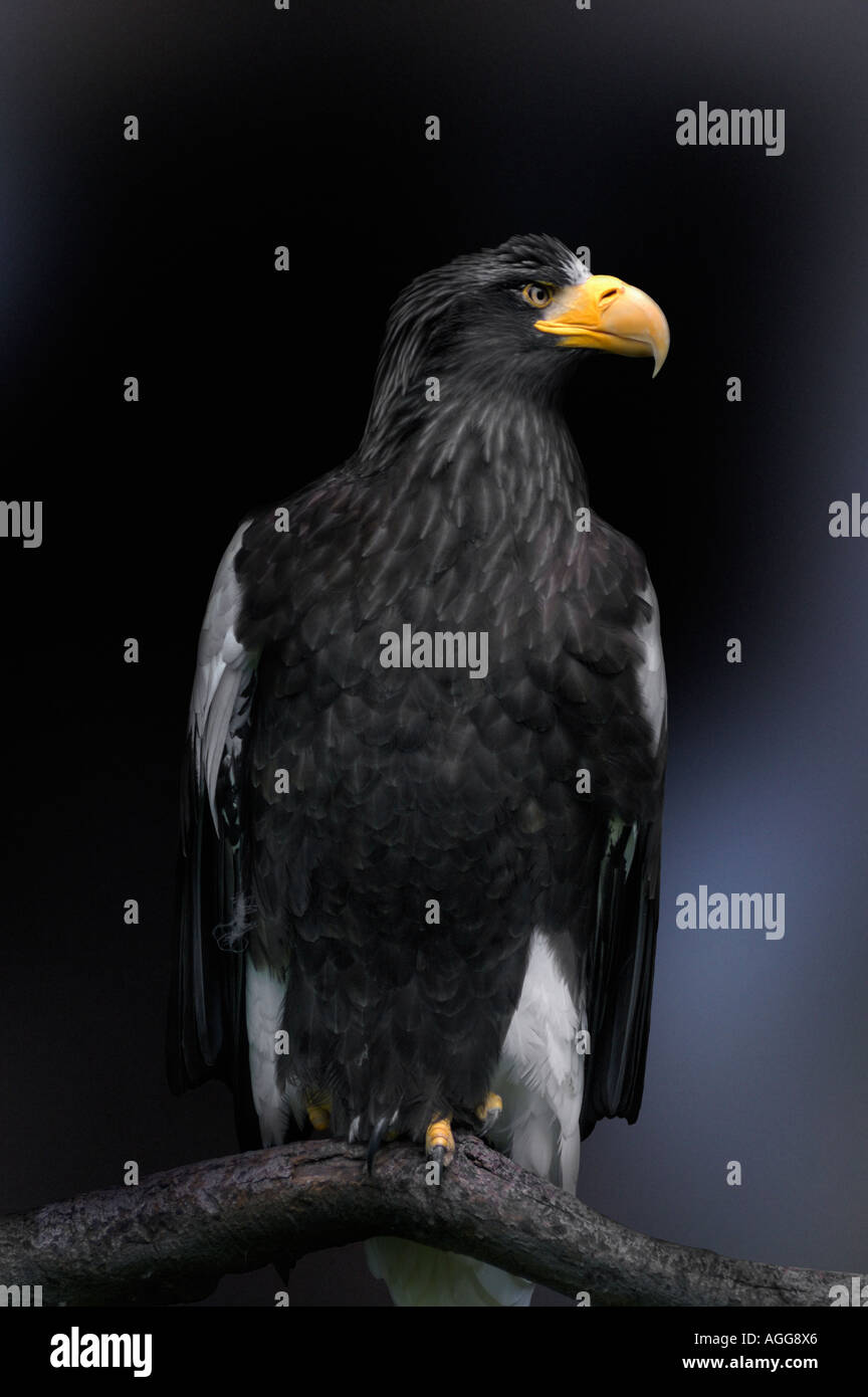 Old eagle hi-res stock photography and images - Alamy