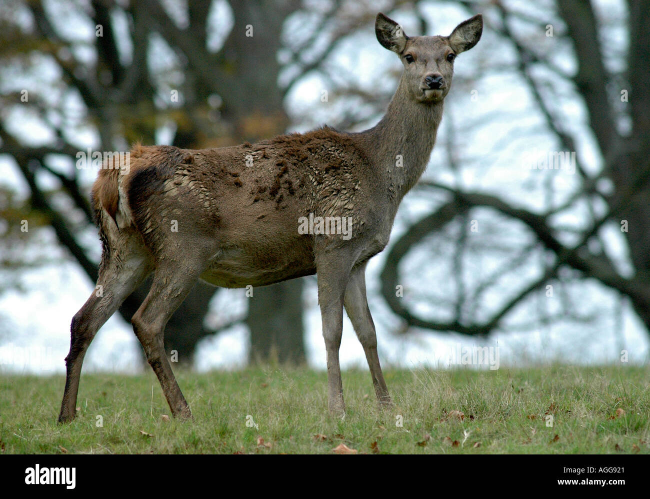 Red deer in Windsor Great Park Stock Photo - Alamy