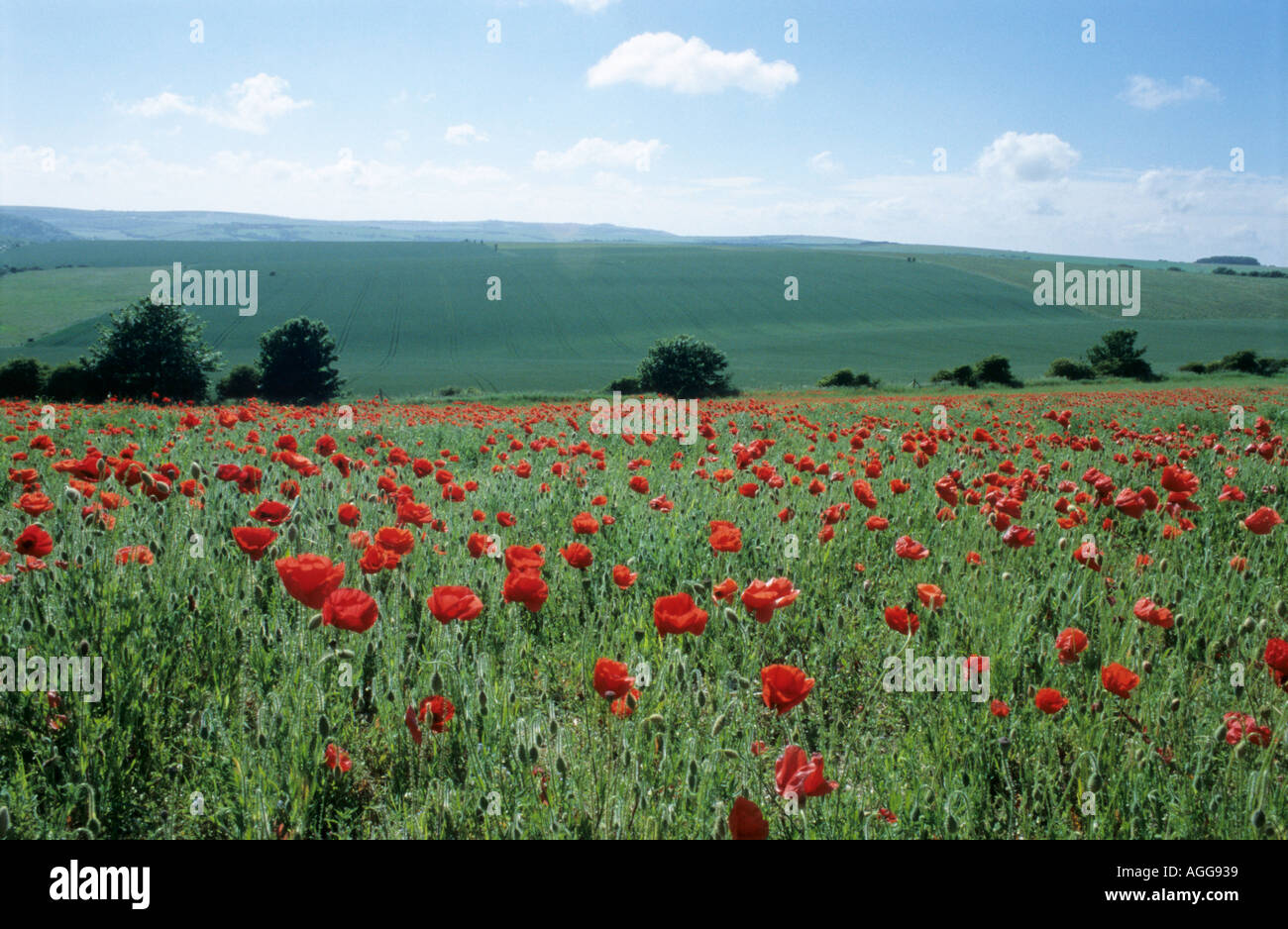 British legion poppy field hi-res stock photography and images - Alamy