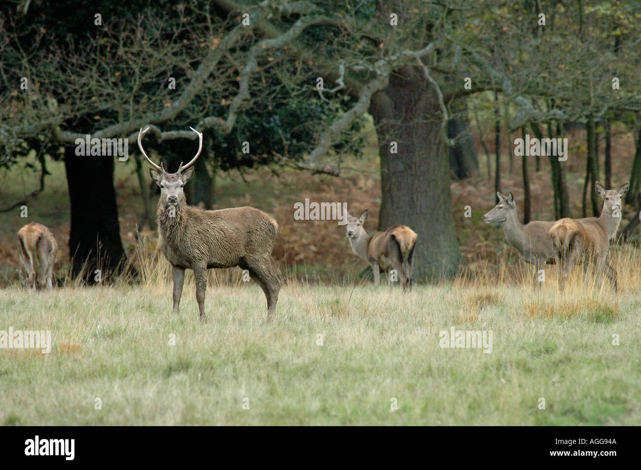 Red deer at windsor great park hi-res stock photography and images - Alamy