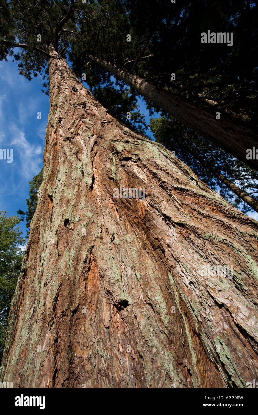 Wellingtonia hi-res stock photography and images - Alamy