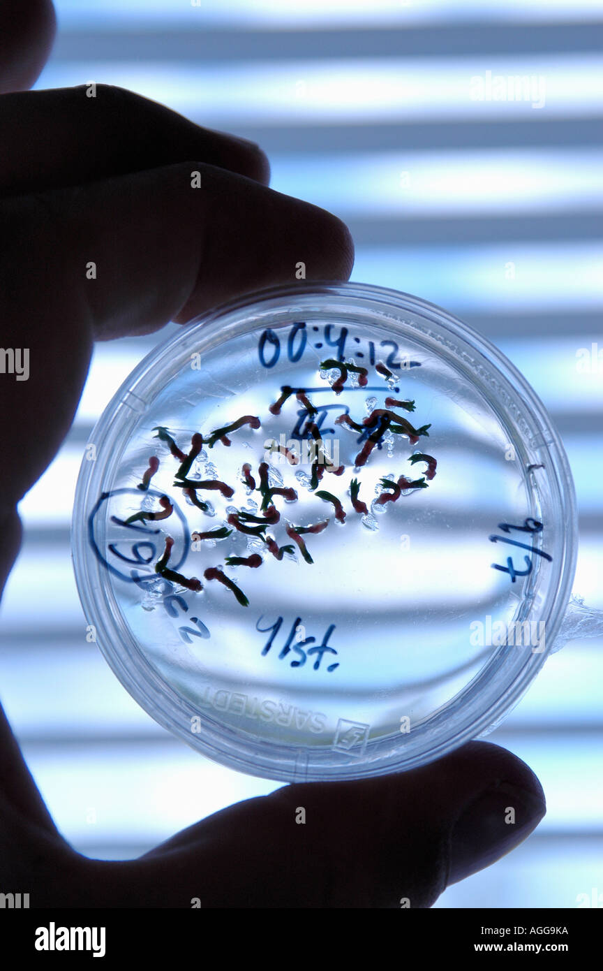 Genemodification hi-res stock photography and images - Alamy