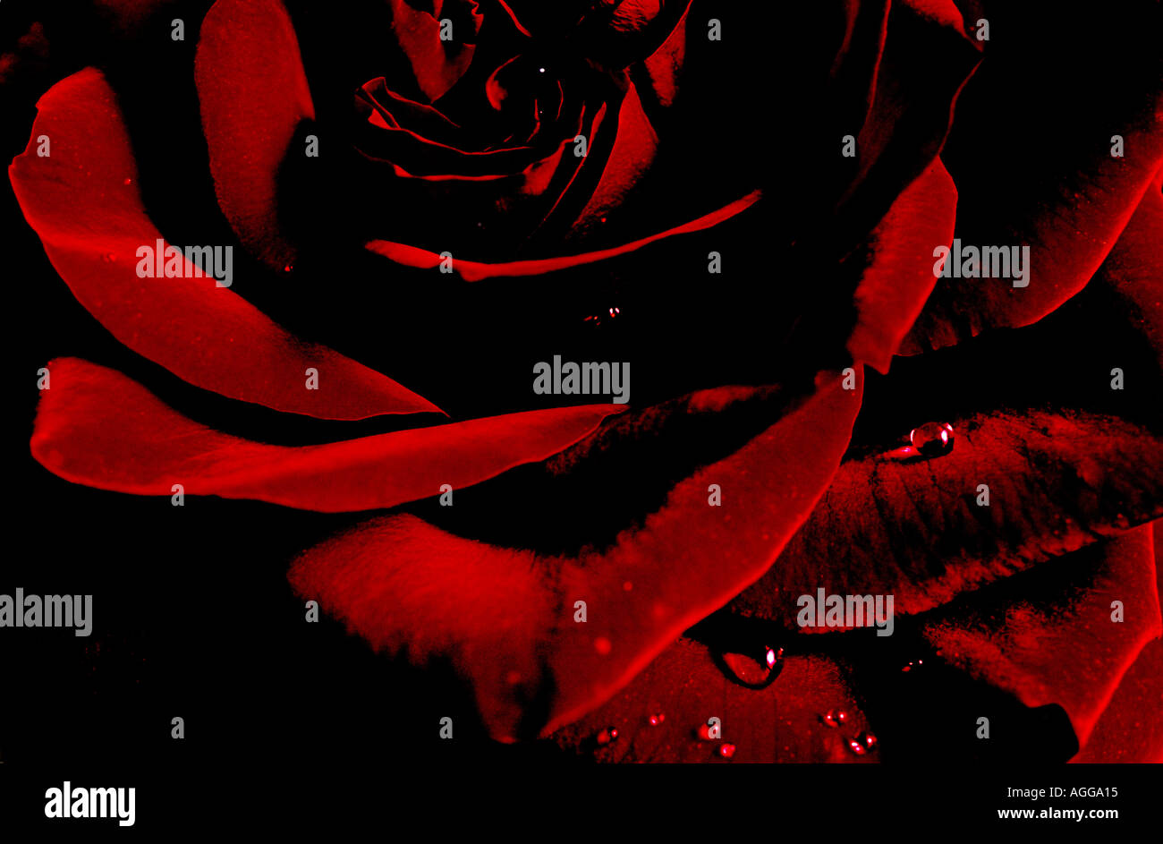 Velvet rose hi-res stock photography and images - Alamy