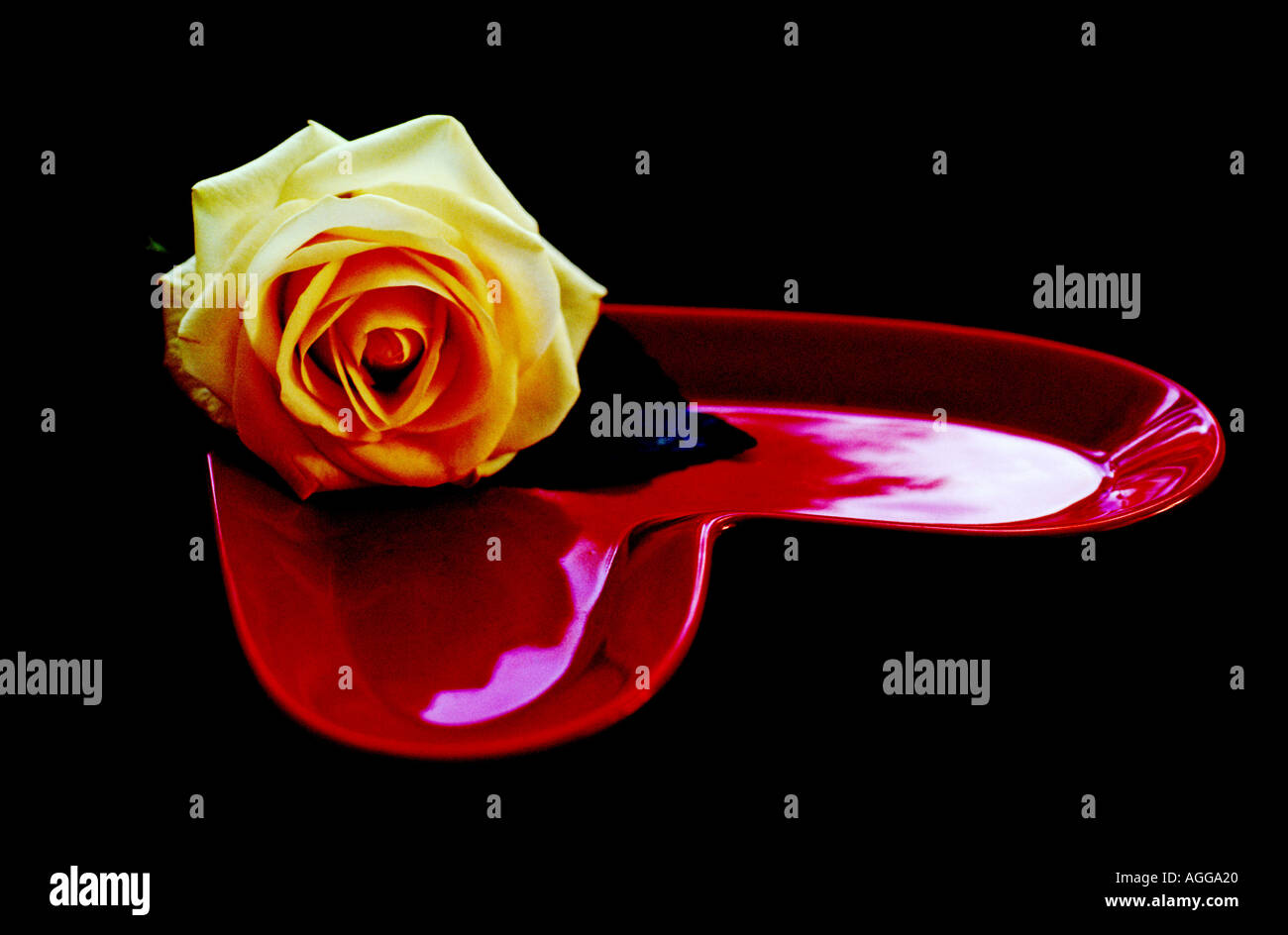 Cream red rose hi-res stock photography and images - Alamy