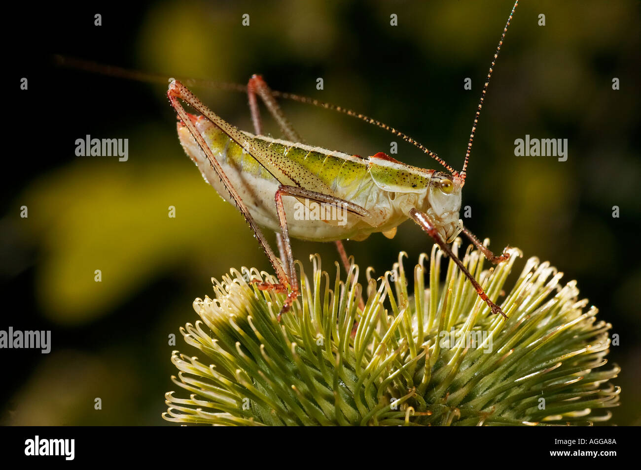 Speckled bush cricket and spider hi-res stock photography and images ...