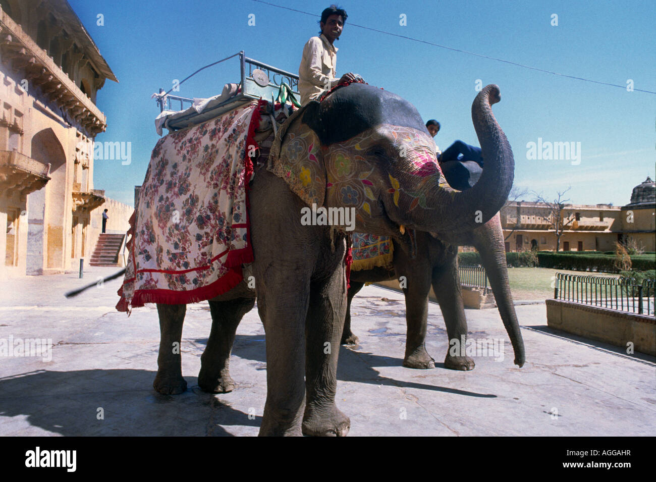 India man rides elephant hi-res stock photography and images - Alamy