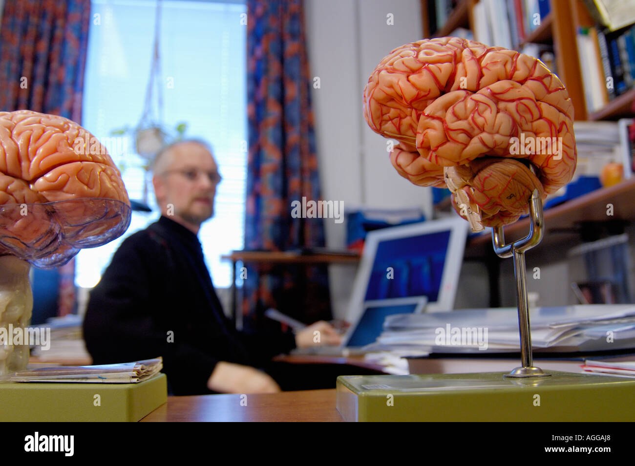 model of human brain and professor conducting research Stock Photo - Alamy