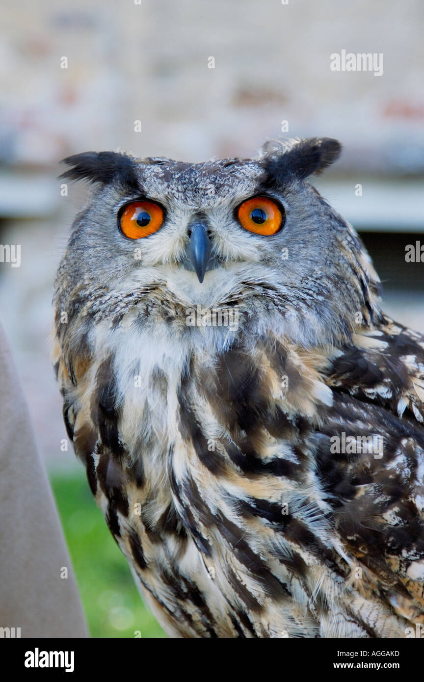 Owl gaze hi-res stock photography and images - Alamy