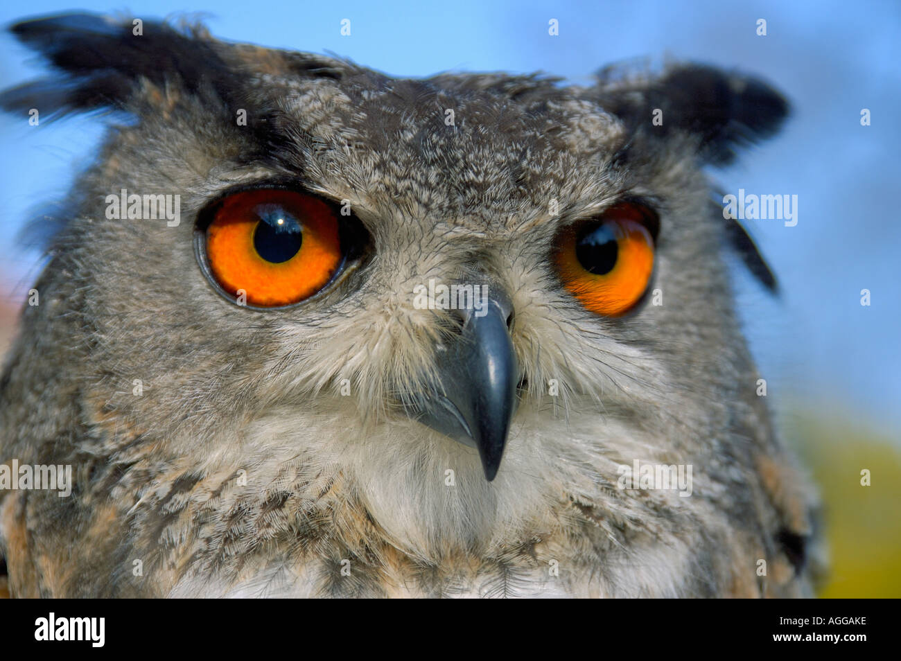 Owl gaze hi-res stock photography and images - Alamy
