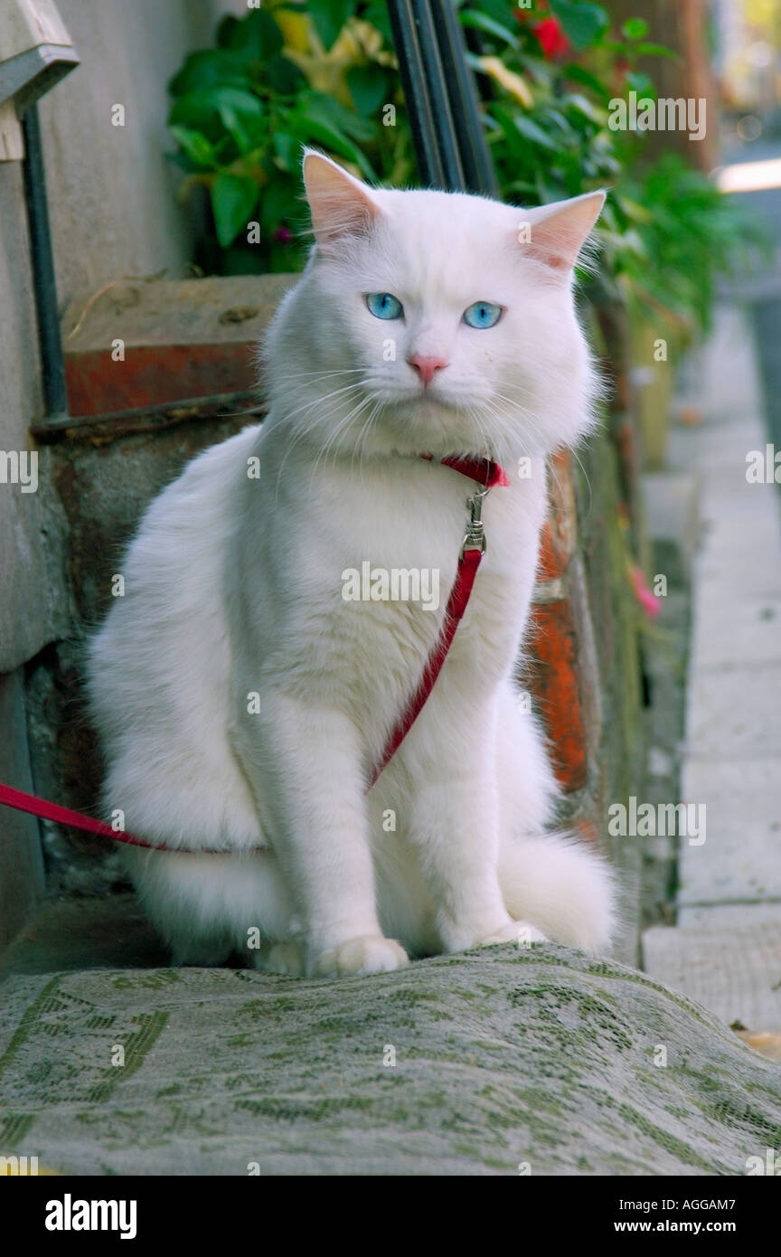 white cat with blue eyes, Tokyo, Japan Stock Photo - Alamy