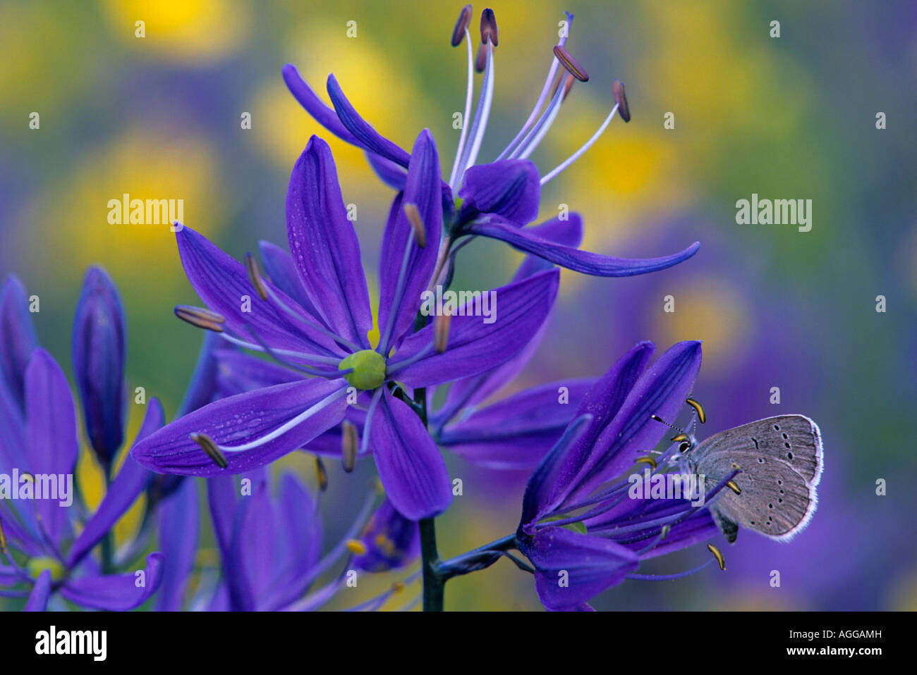 Silvery blue butterfly Glaucopsyche lygdamus on camas flower Hornby ...