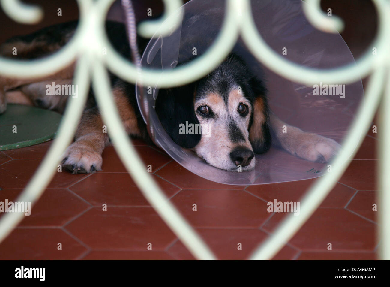 Injured dog flea animal protection poor looking Stock Photo - Alamy