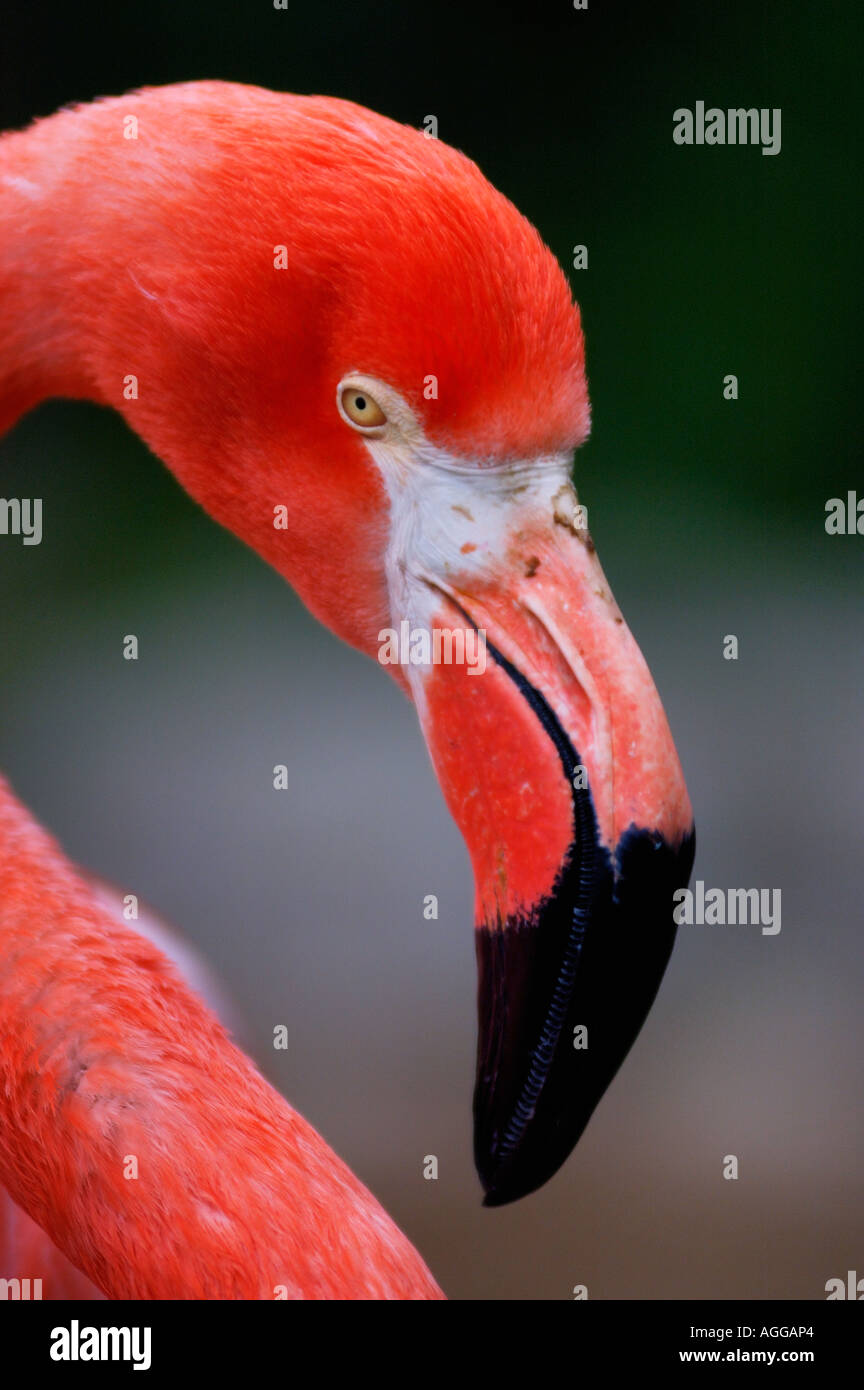 flamingo, Ueno Zoo, Tokyo, Japan Stock Photo - Alamy