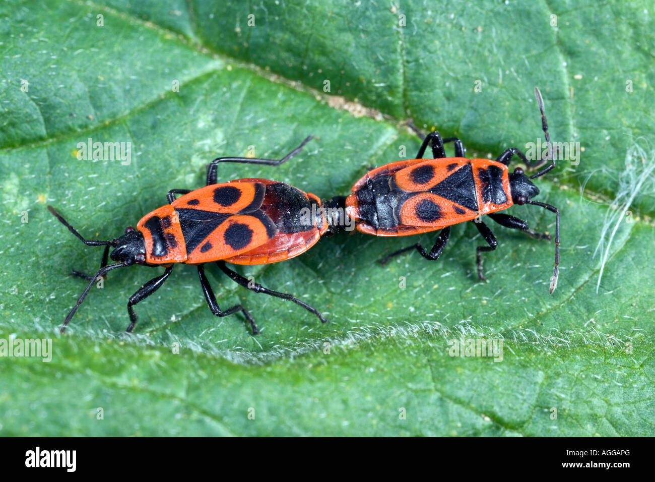 Fire Bug Pyrrhocoris apterus paired up on leaf Stock Photo - Alamy