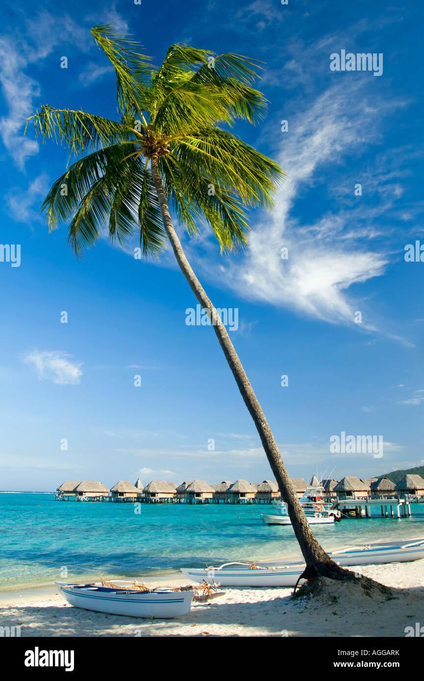 Coconut tree on Tropical sandy beach, Moorea, French Polynesia Stock ...