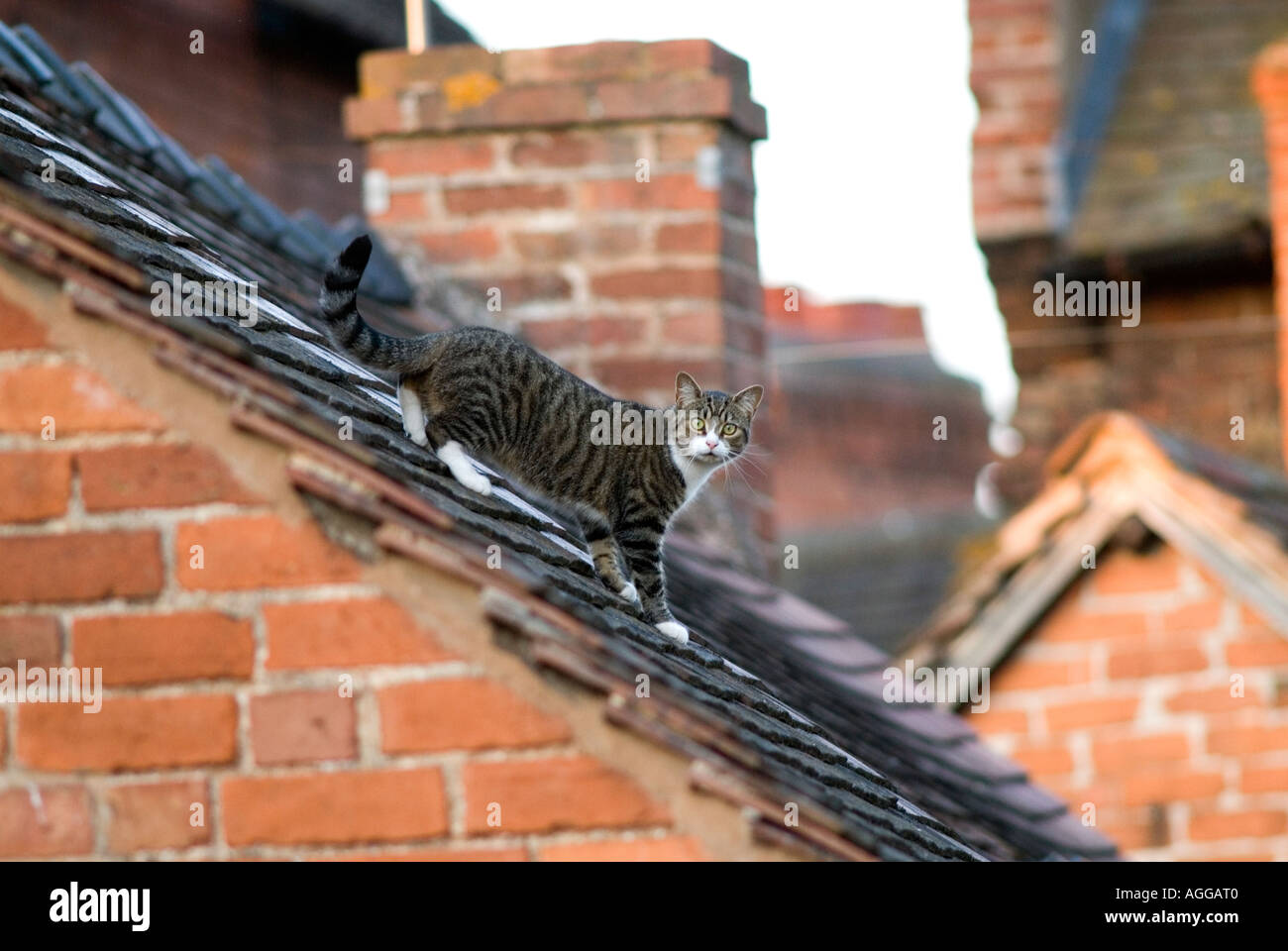 Cat on roof Stock Photo - Alamy