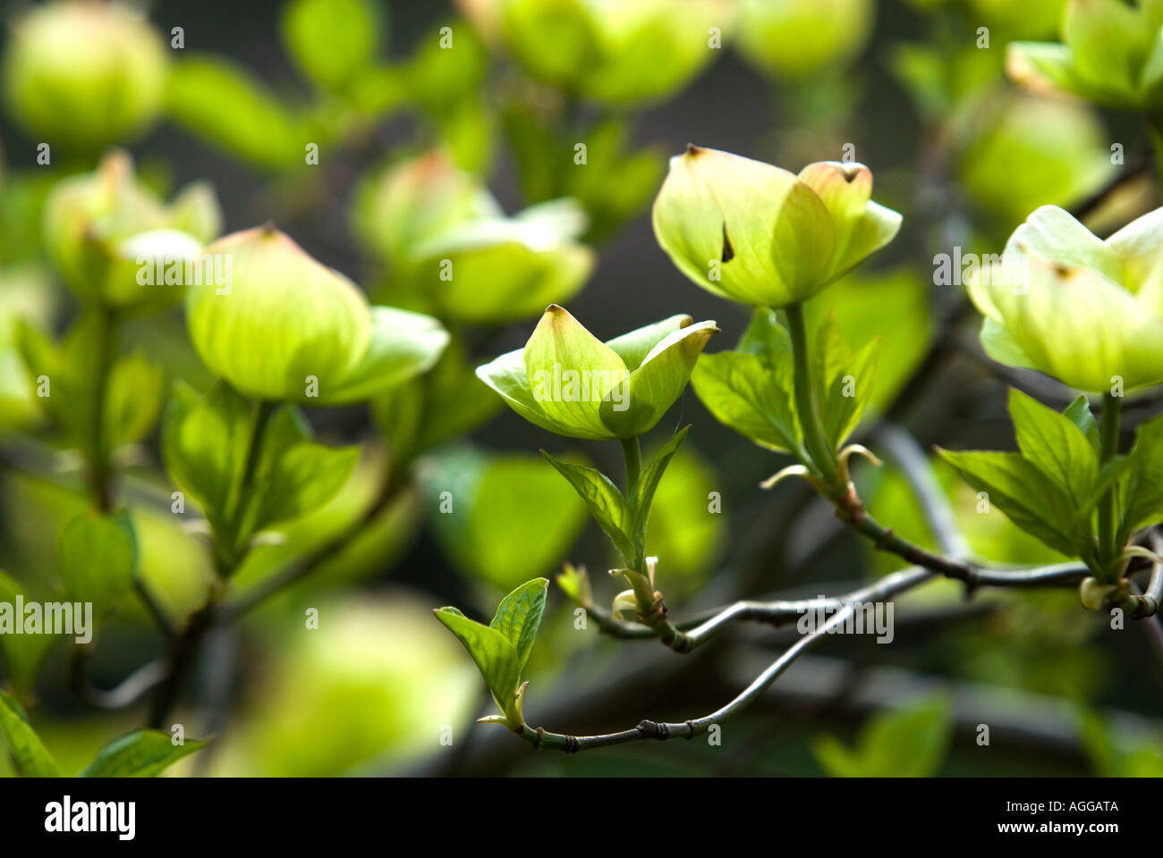Flowering dogwood Eddie s White Wonder Stock Photo - Alamy