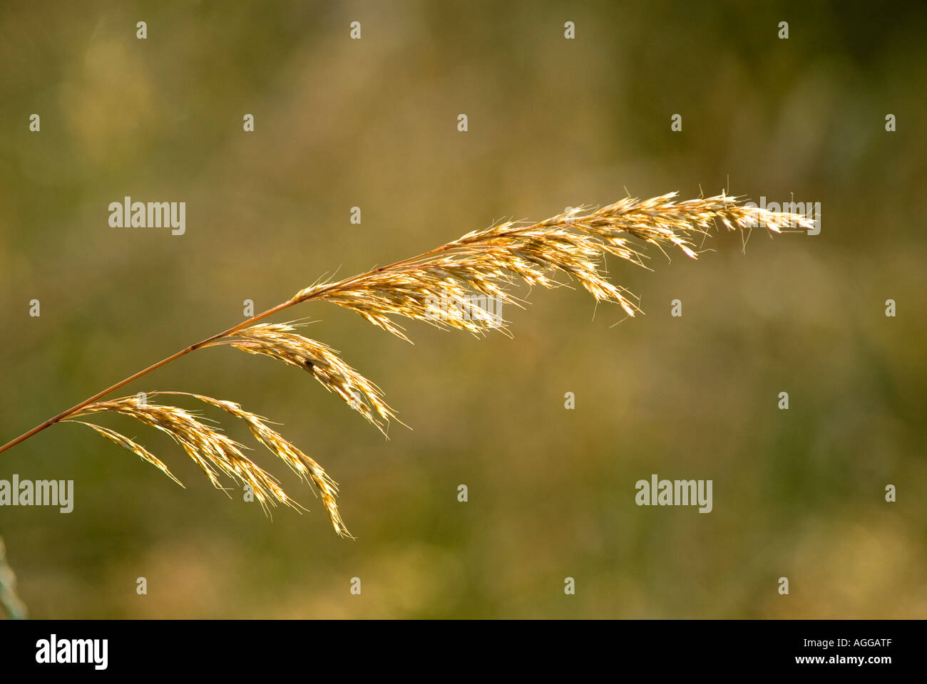 Oldwood common hi-res stock photography and images - Alamy