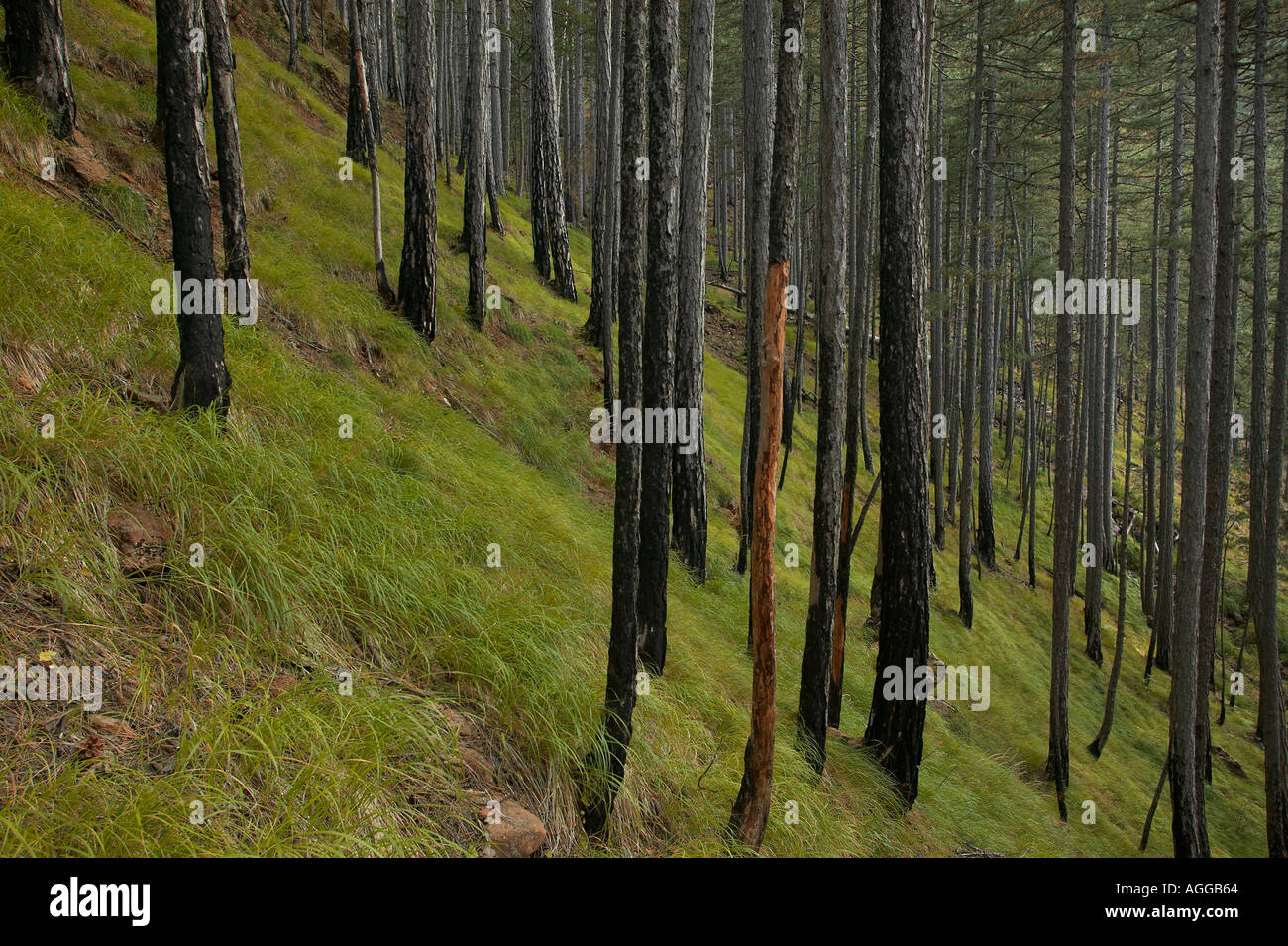 national park pindus Stock Photo - Alamy