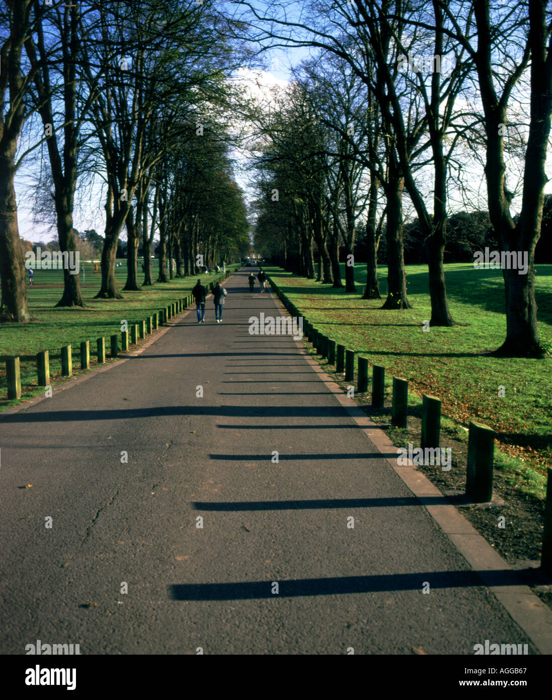 Tree lined path through Pontcanna Fields, Cardiff, Wales Stock Photo ...