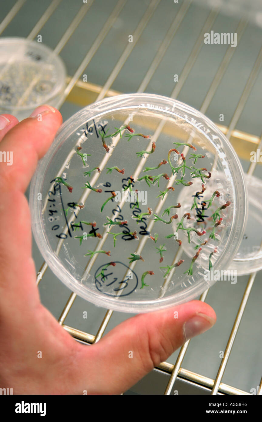 Genemodification hi-res stock photography and images - Alamy