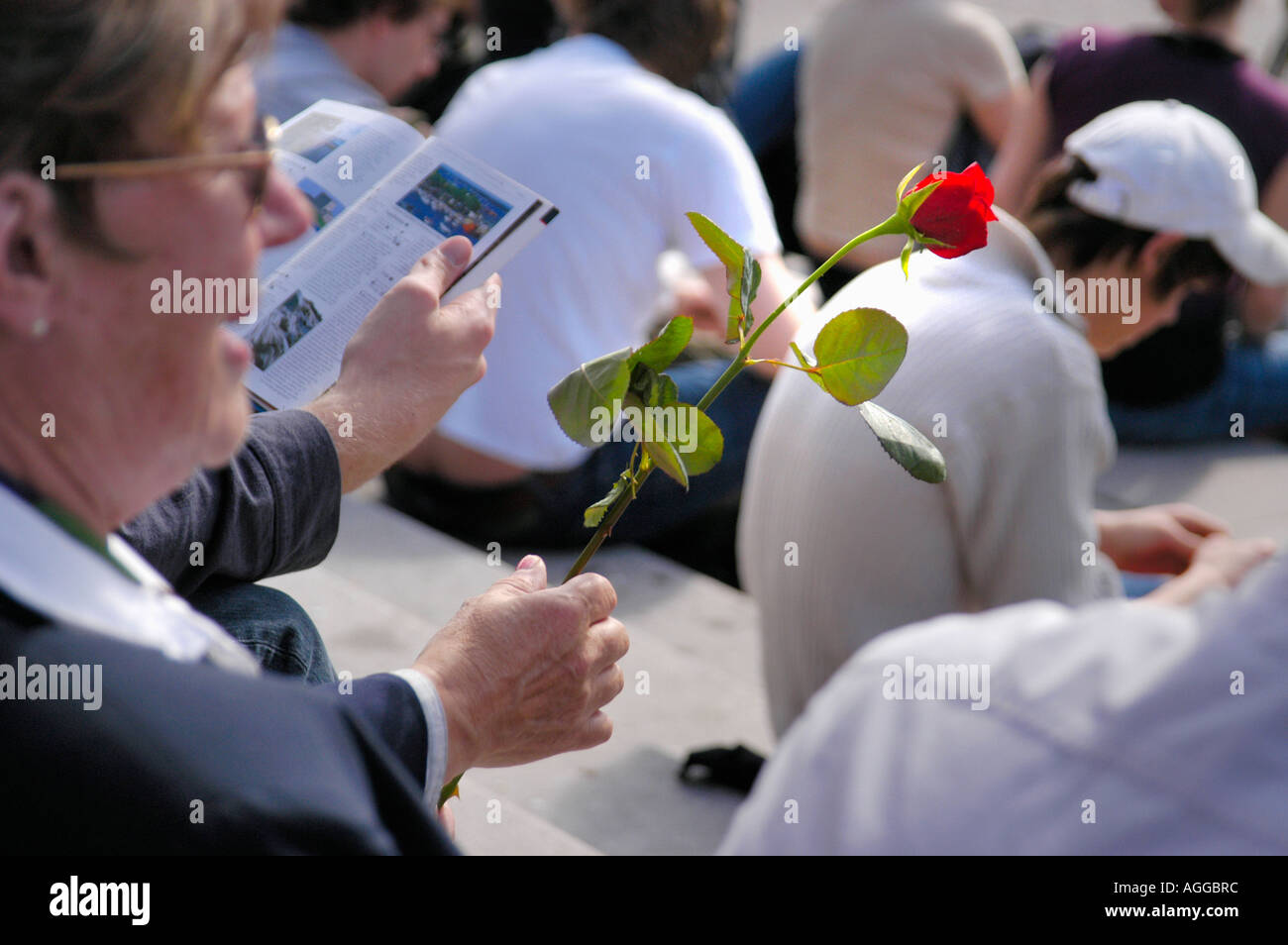red rose as symbol for social democratic party, Stockholm, Sweden Stock ...