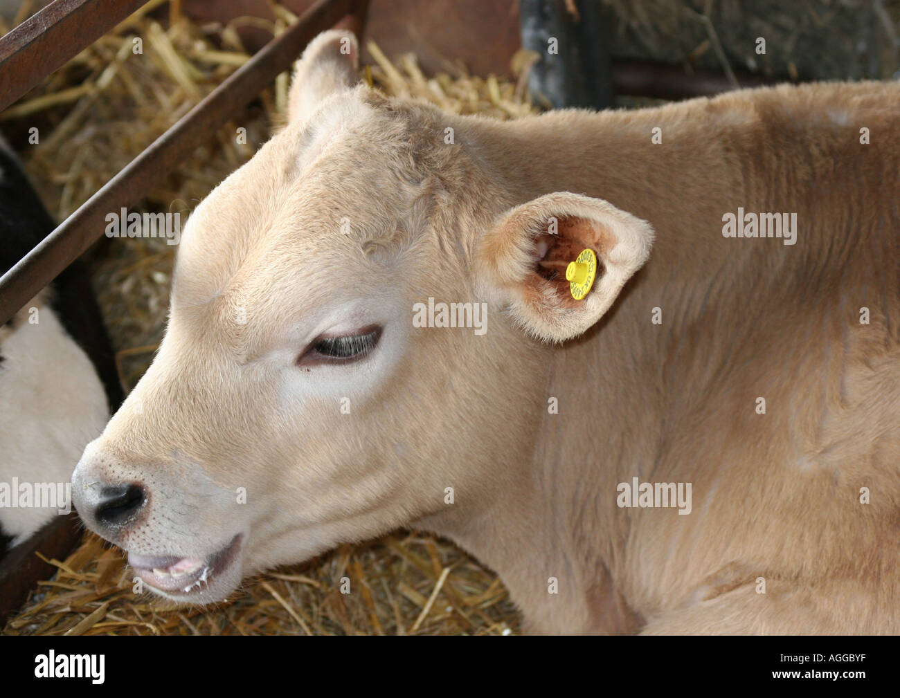 Cute cream calf Stock Photo - Alamy