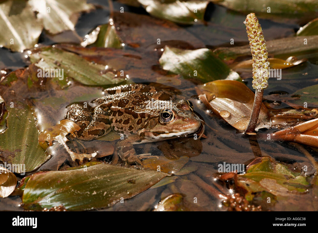 painted frog discoglossus pictus Stock Photo - Alamy