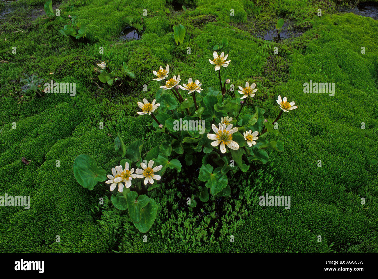 Mountain marsh marigold flowers Caltha leptosepala South Chilcotin ...