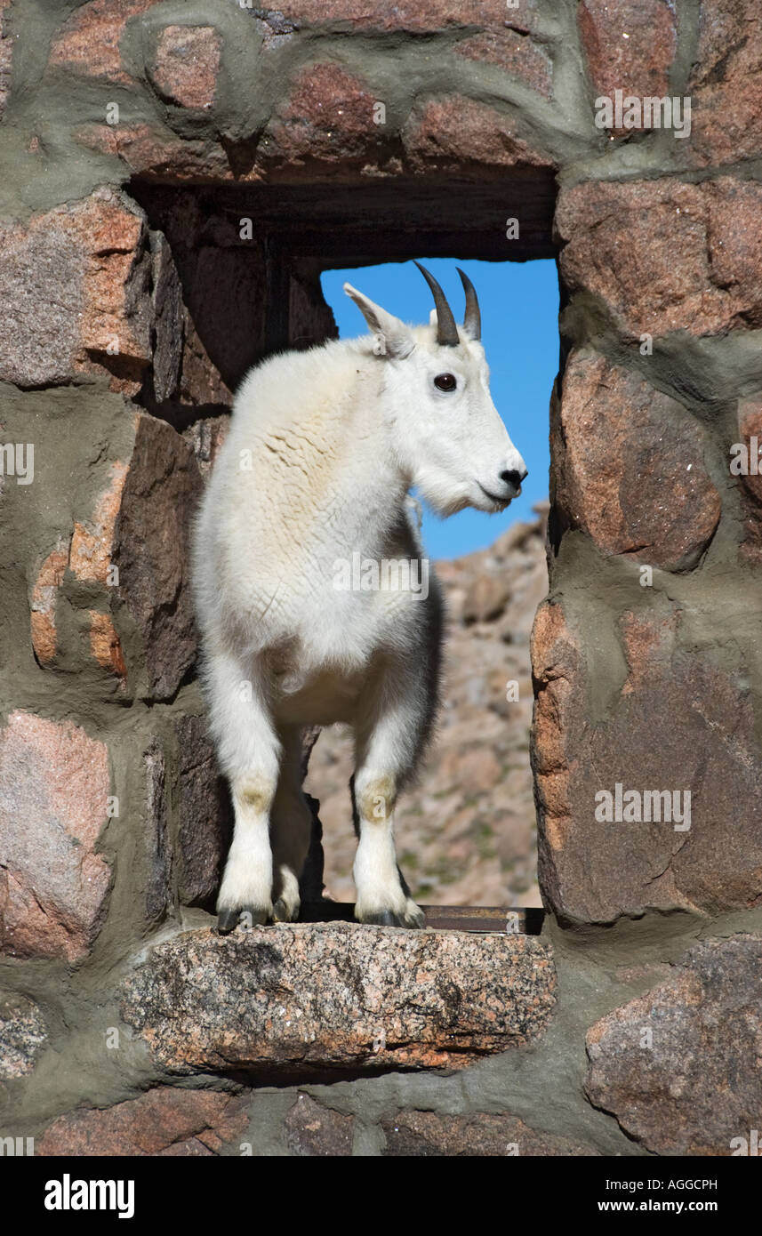 A mountain goat perches in the window of an abandoned building near the ...