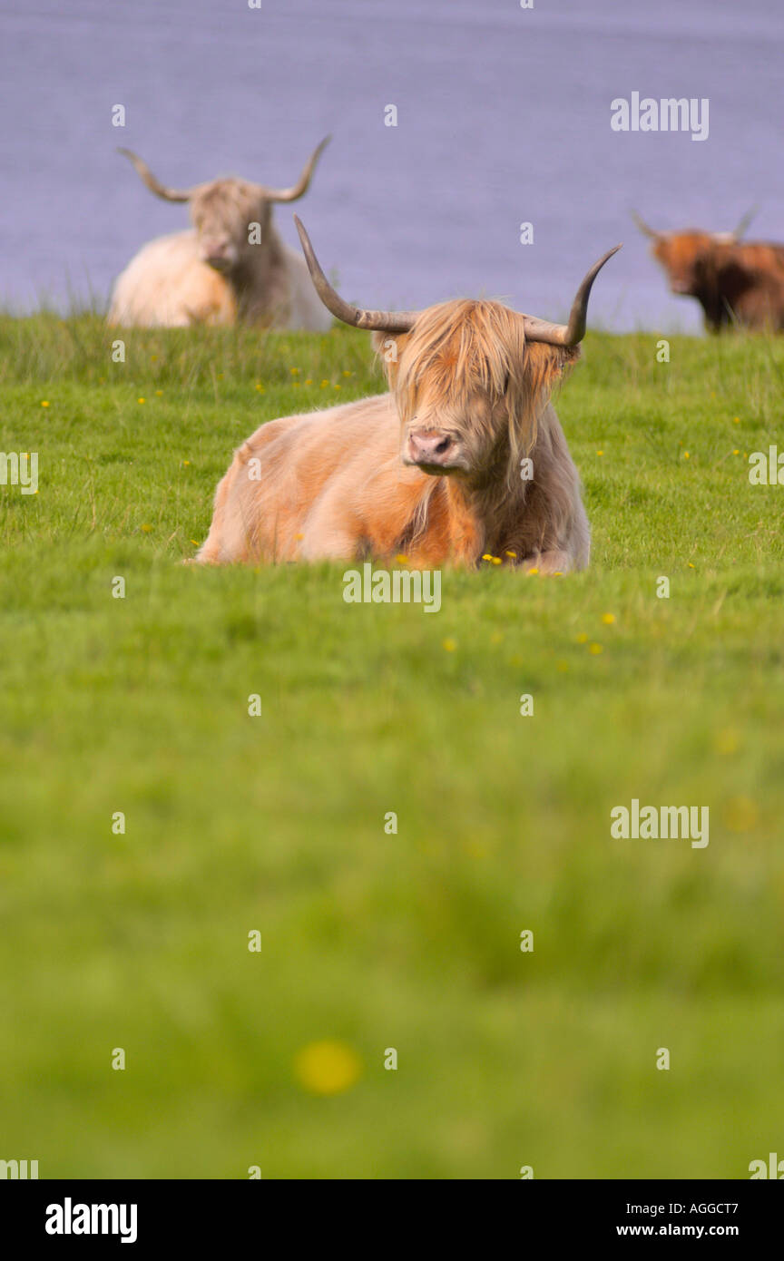 Highland bull, Scotland Stock Photo - Alamy