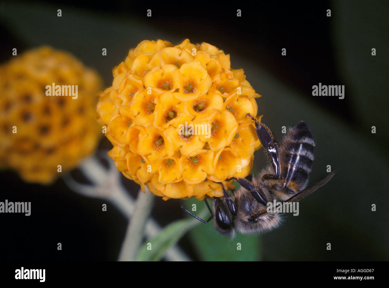 Buddleia globosa hi-res stock photography and images - Alamy