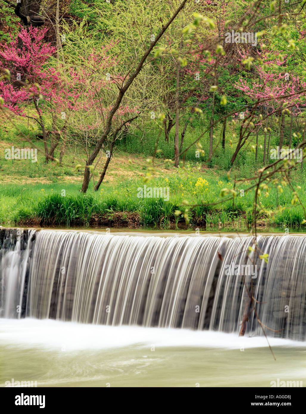 Valley Creek & Eastern Redbud Trees, Valley Forge National Historic ...