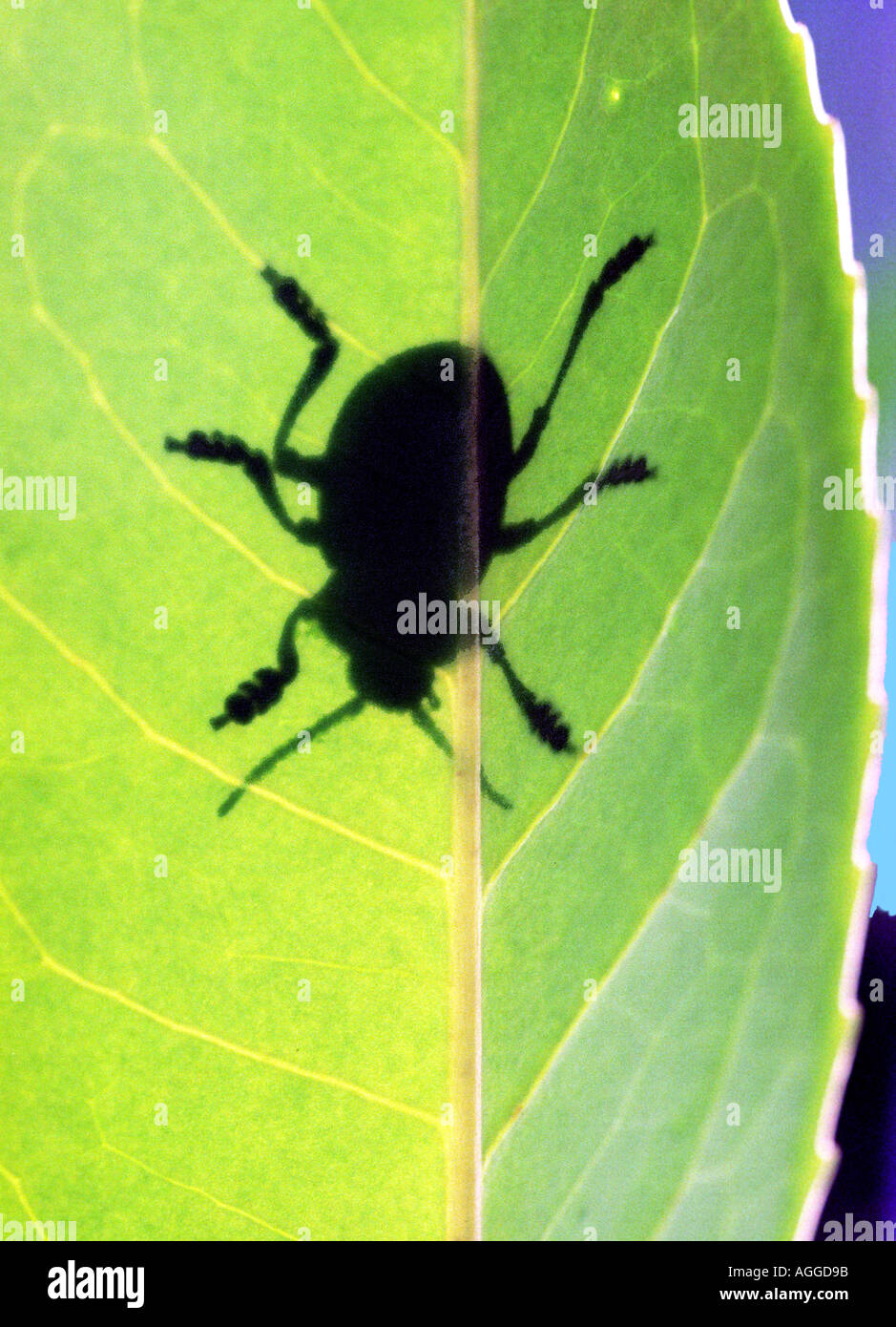 Bug shadow hi-res stock photography and images - Alamy