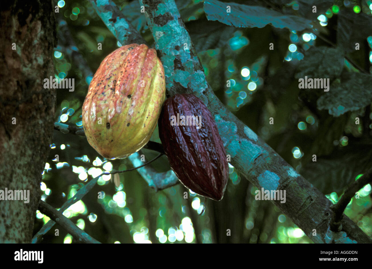 Cacao tree bark hi-res stock photography and images - Alamy