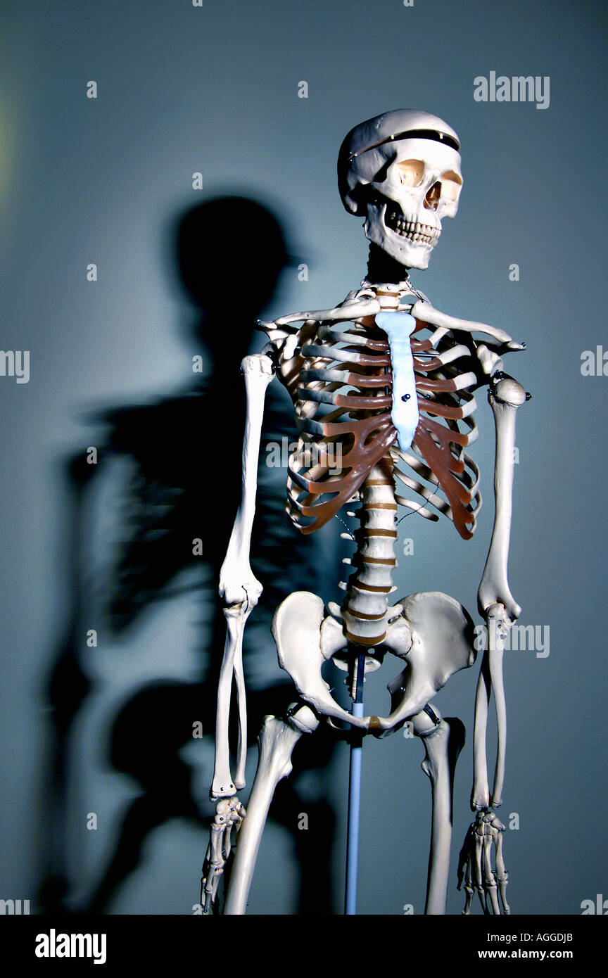 model of a human skeleton (Homo Sapiens) with shadow casting Stock ...