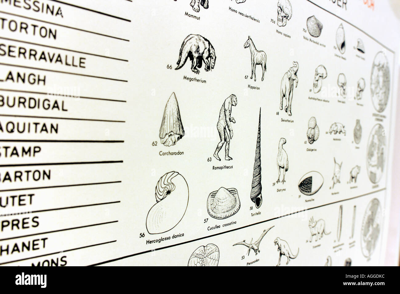 map of various prehistoric species Stock Photo - Alamy