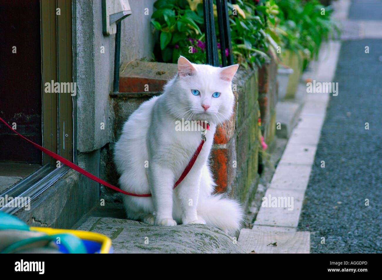 white cat with blue eyes, Tokyo, Japan Stock Photo - Alamy