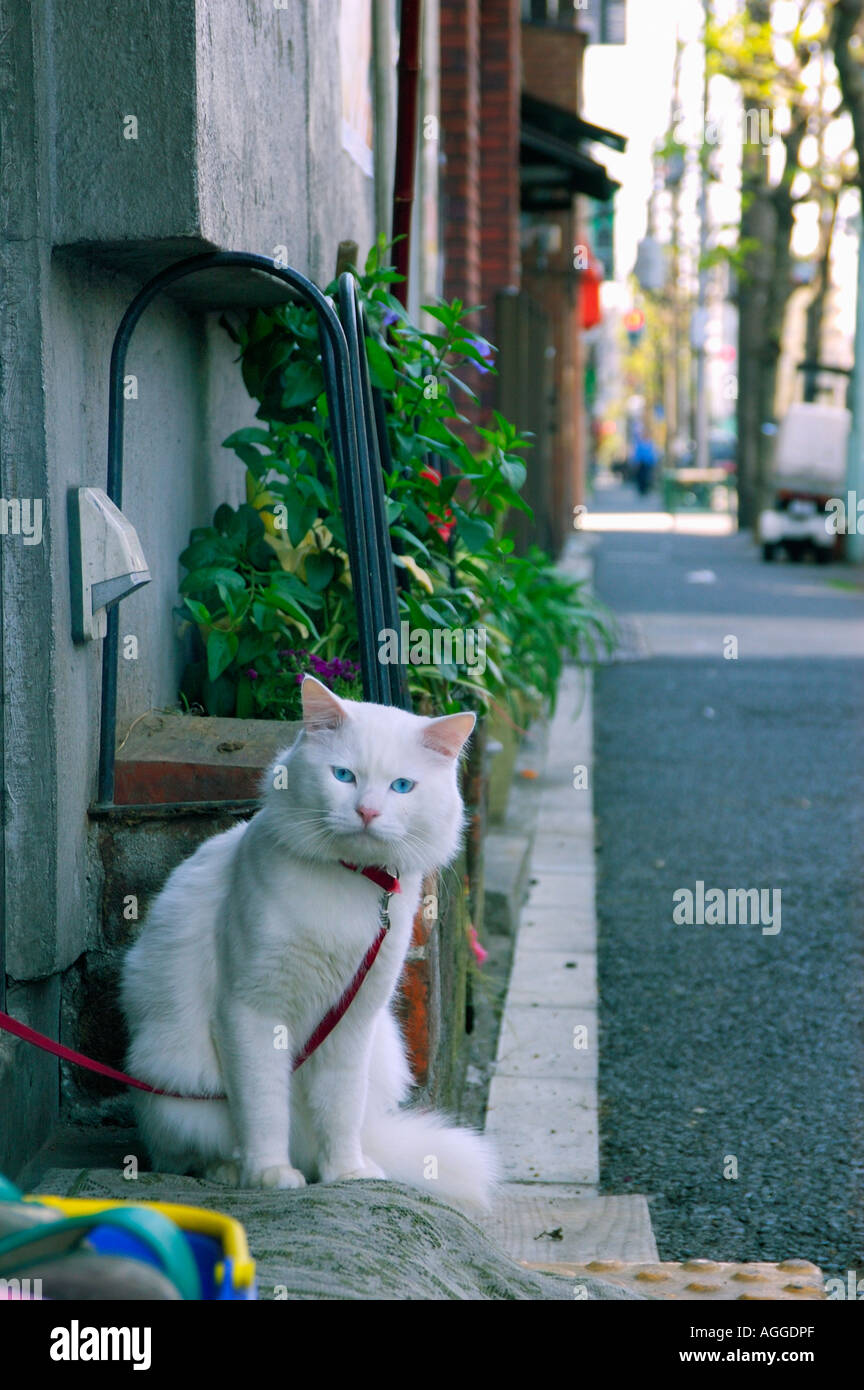 white cat with blue eyes, Tokyo, Japan Stock Photo - Alamy