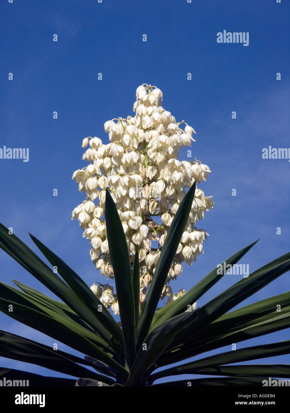 Spanish dagger hi-res stock photography and images - Alamy